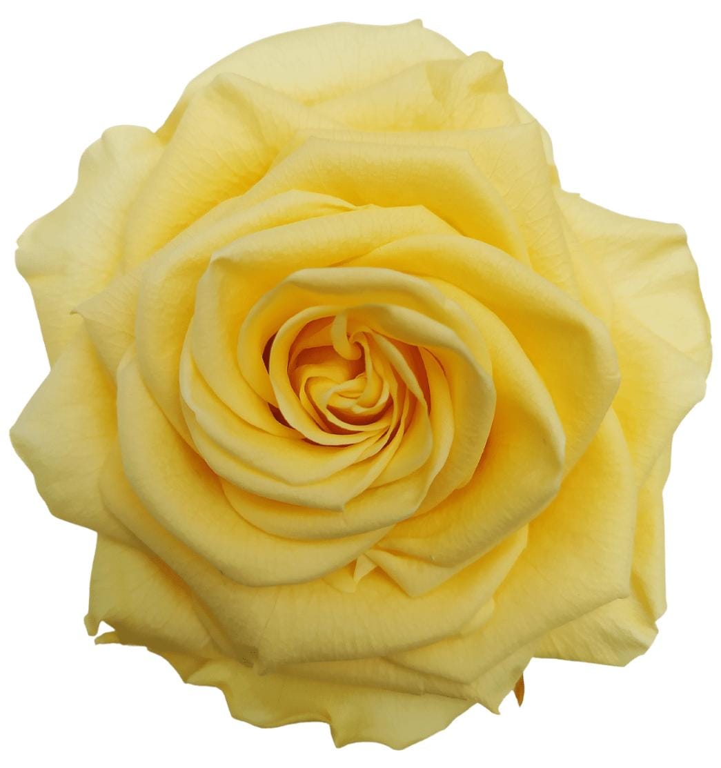AMARILLO CLARO ( 15 ) – Nature Forever Distribuidor